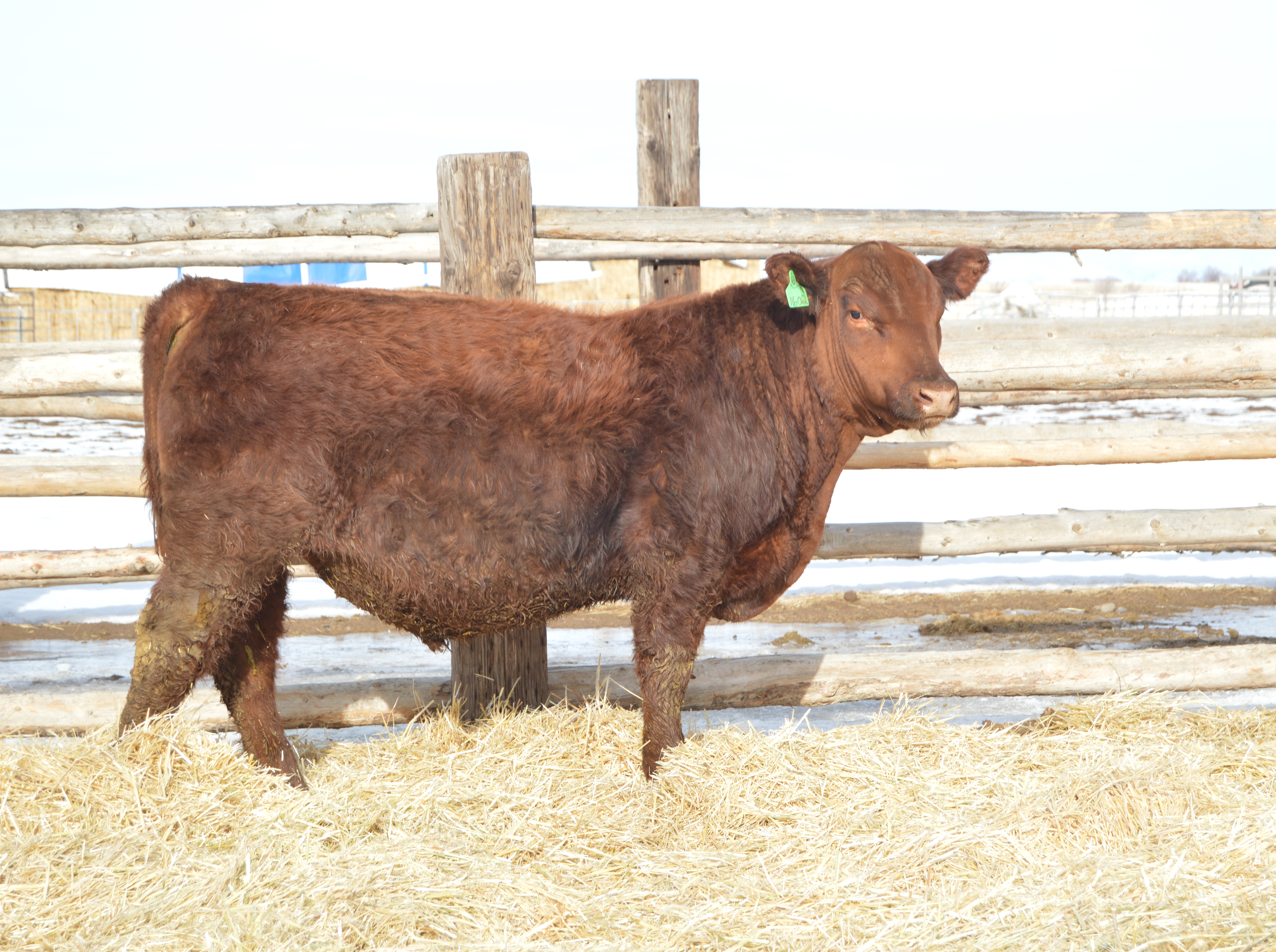 Cattle for Sale – Dalton Cattle